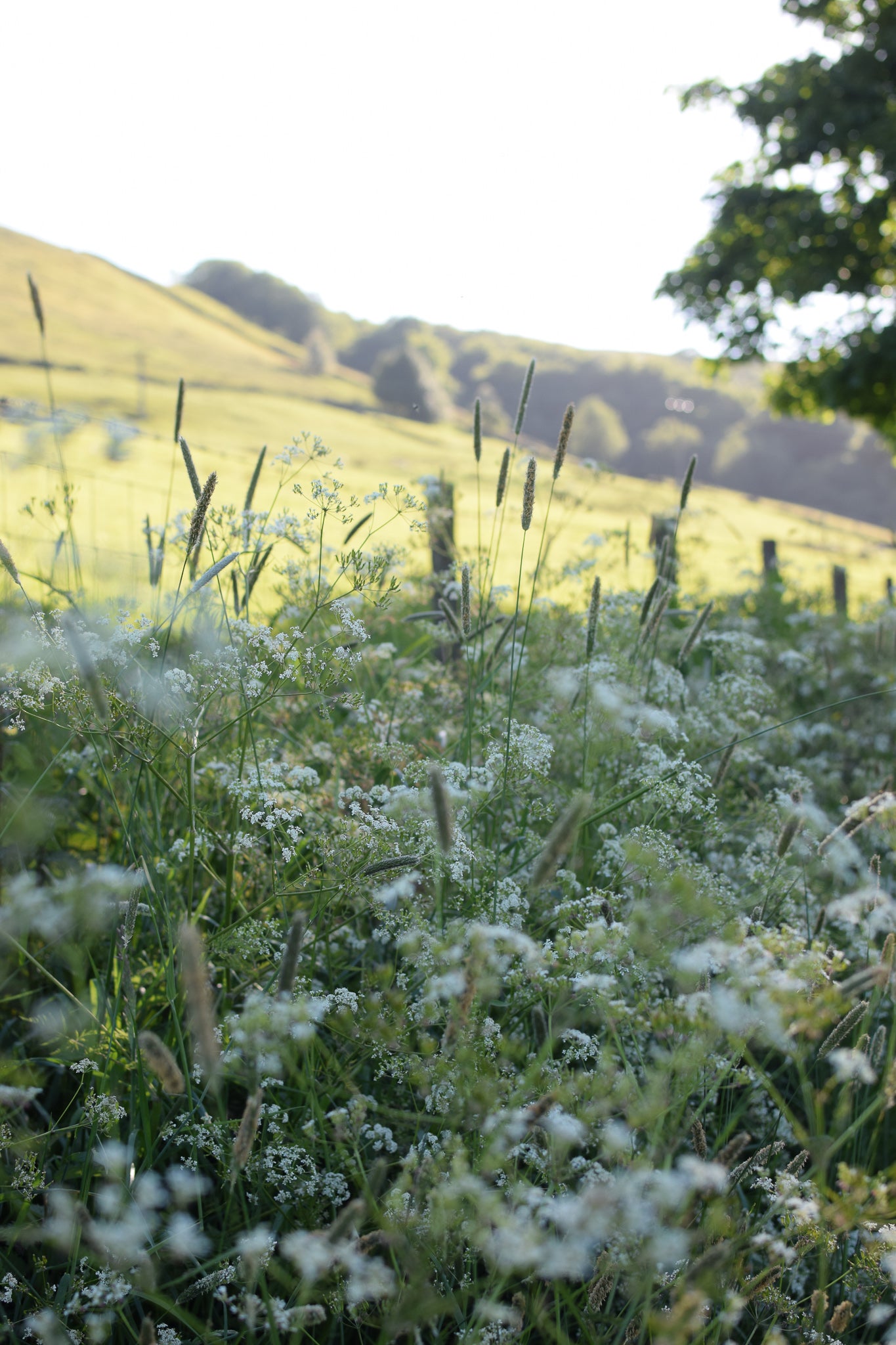 our summer walk – Hannah Nunn