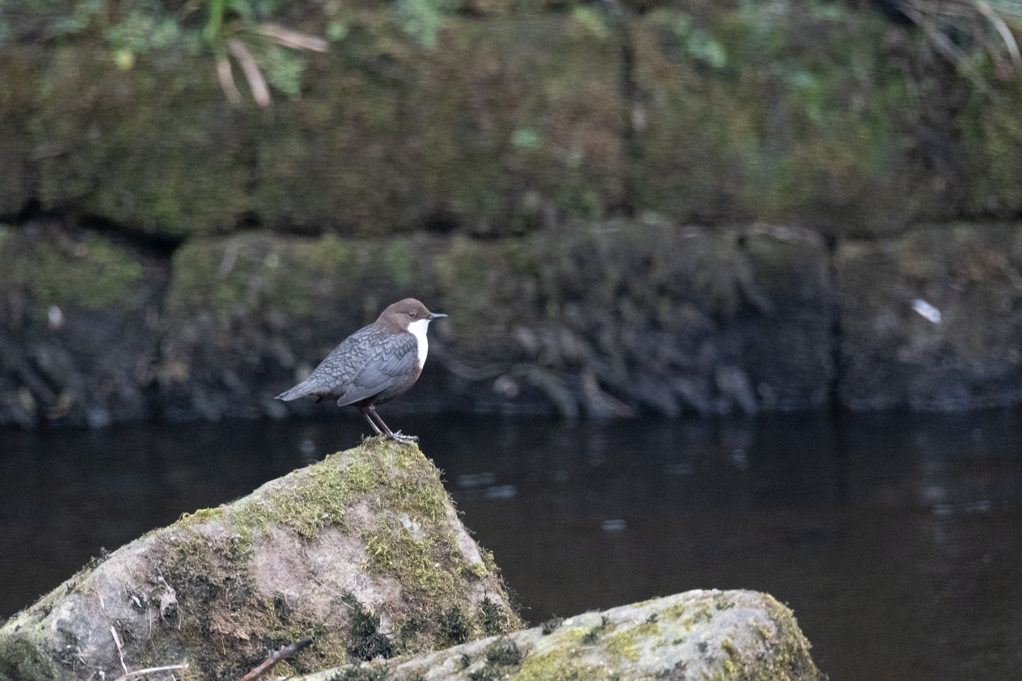 nesting dippers – Hannah Nunn