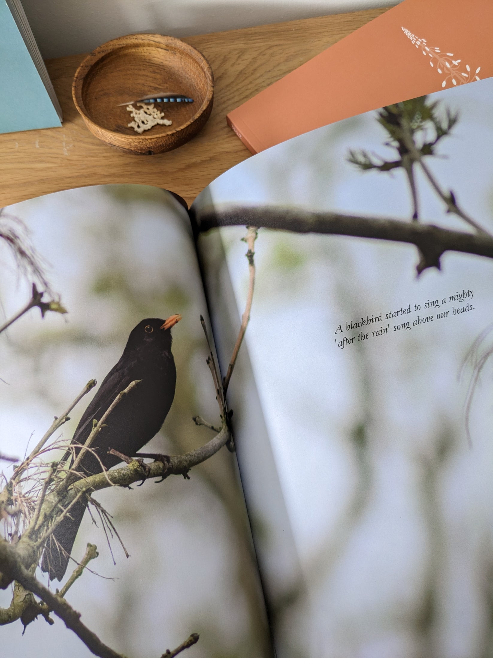 Something I have noticed No.2 – Hannah Nunn