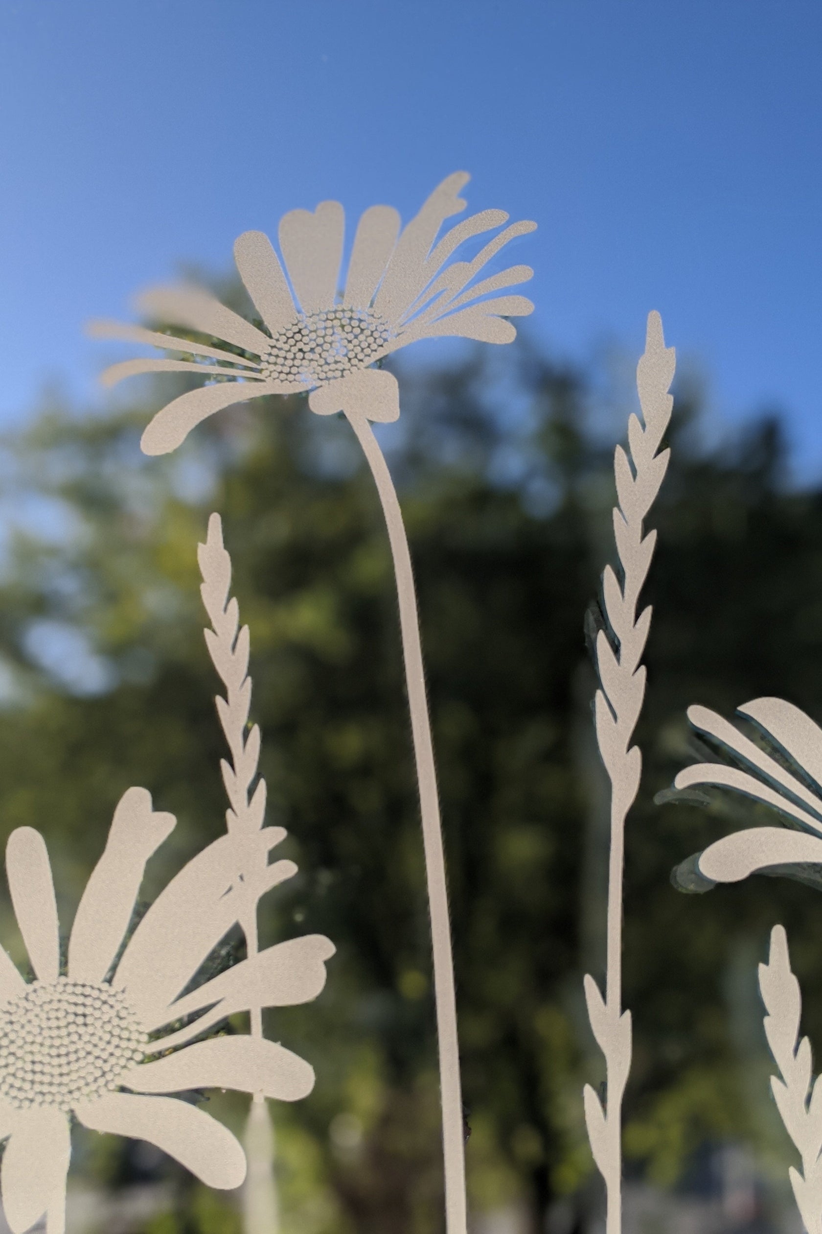 Tall Daisies Window Film – Hannah Nunn
